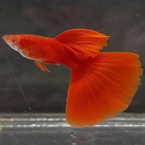 Albino red guppy fish
